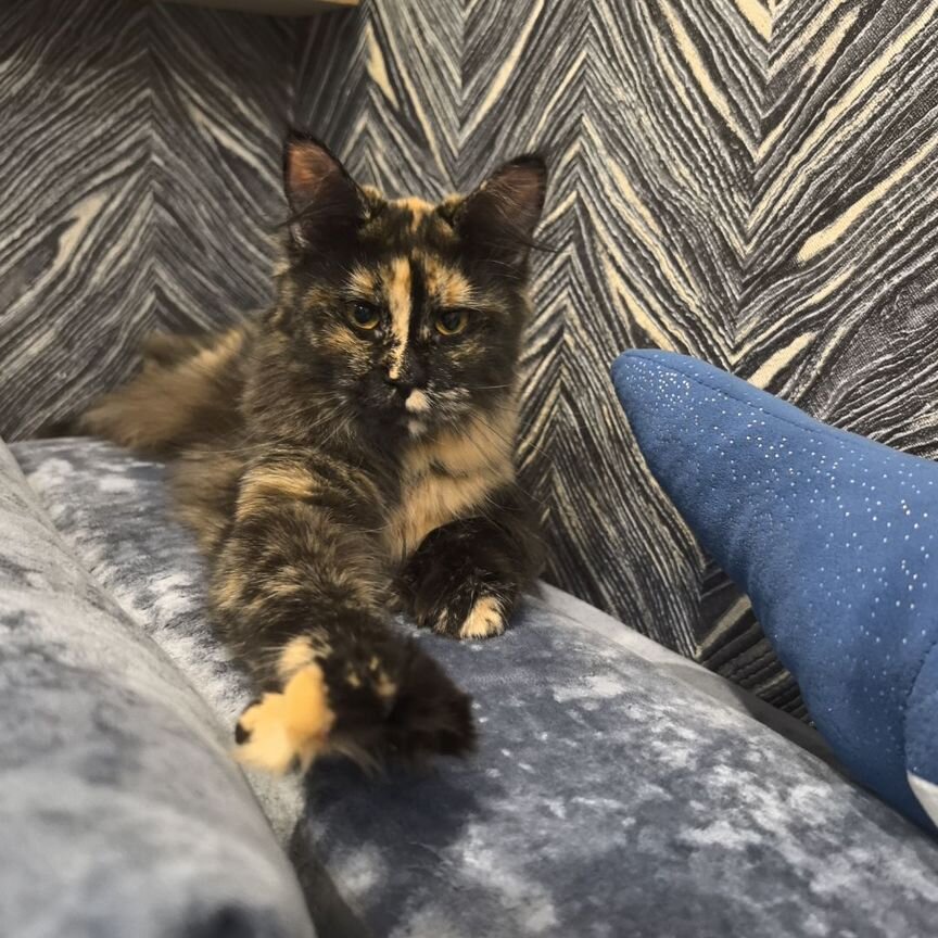 Мейн-кун полидакт в хорошие руки