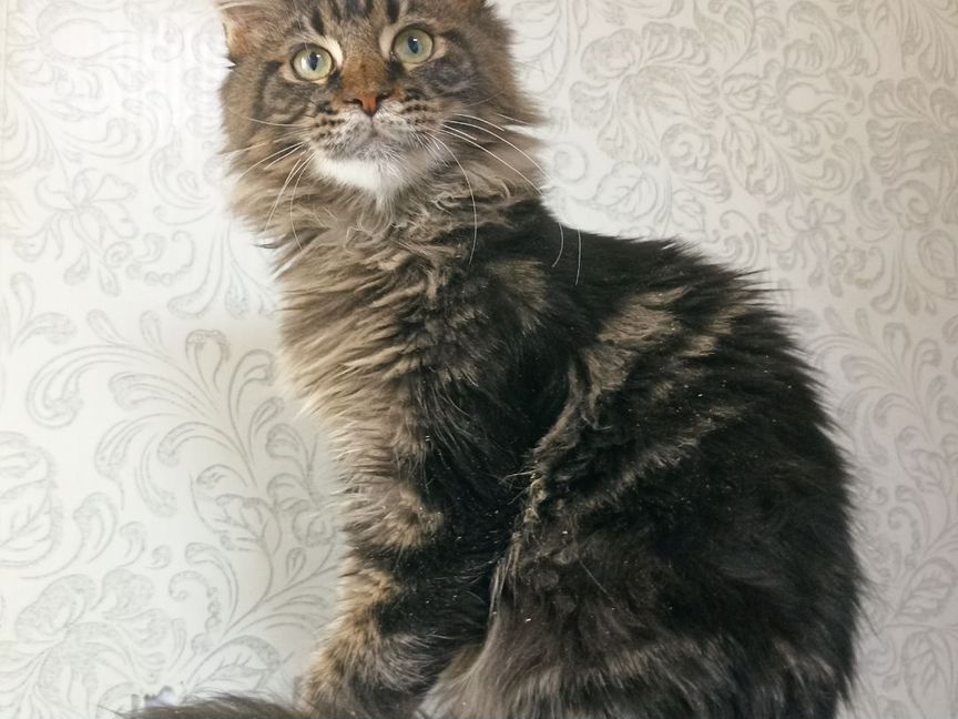 Котята мейн кун