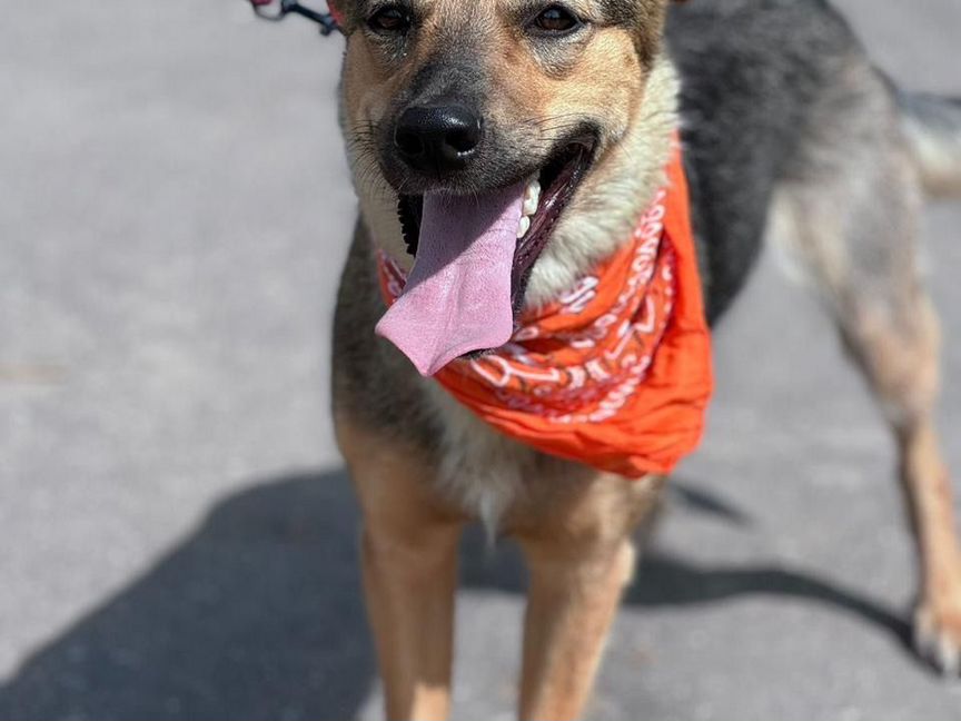 Щенок Мина из приюта в добрые руки