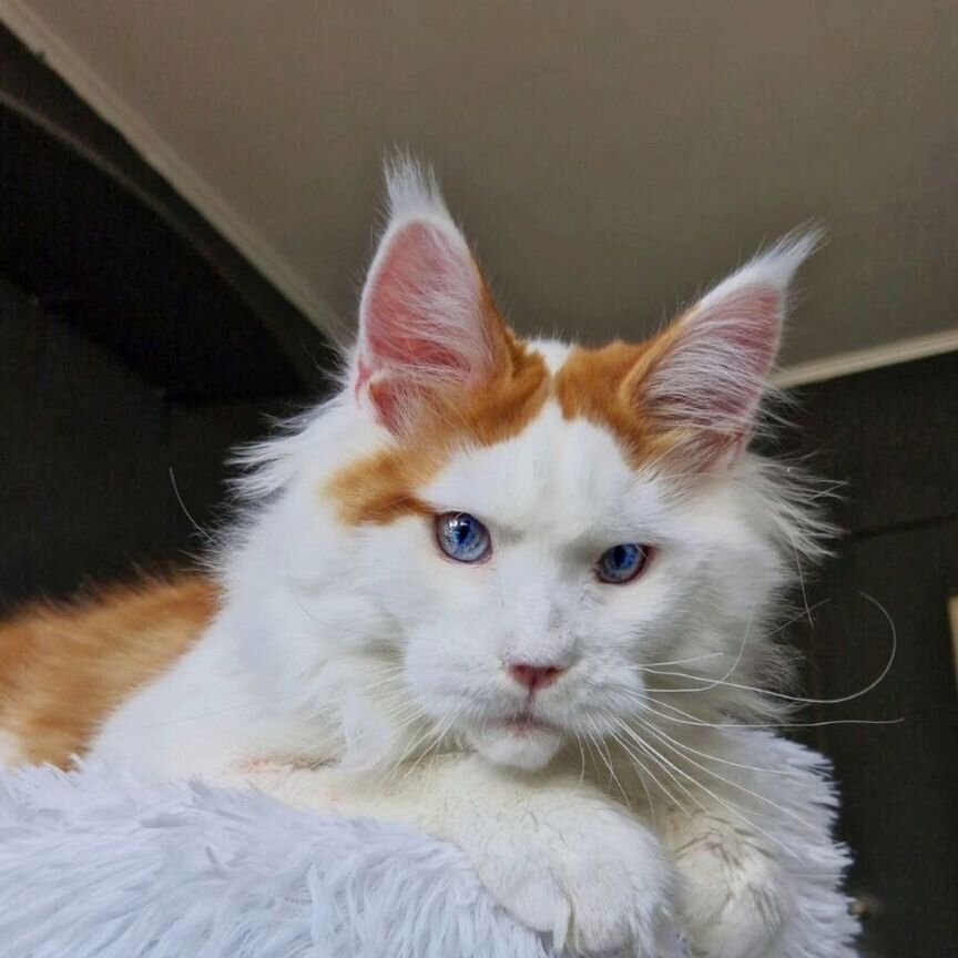 Бpyтaлити котенок мейн кун