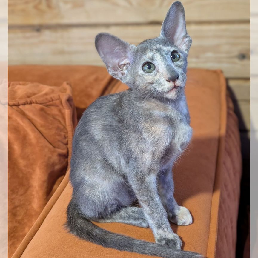 Ориентальный котёнок