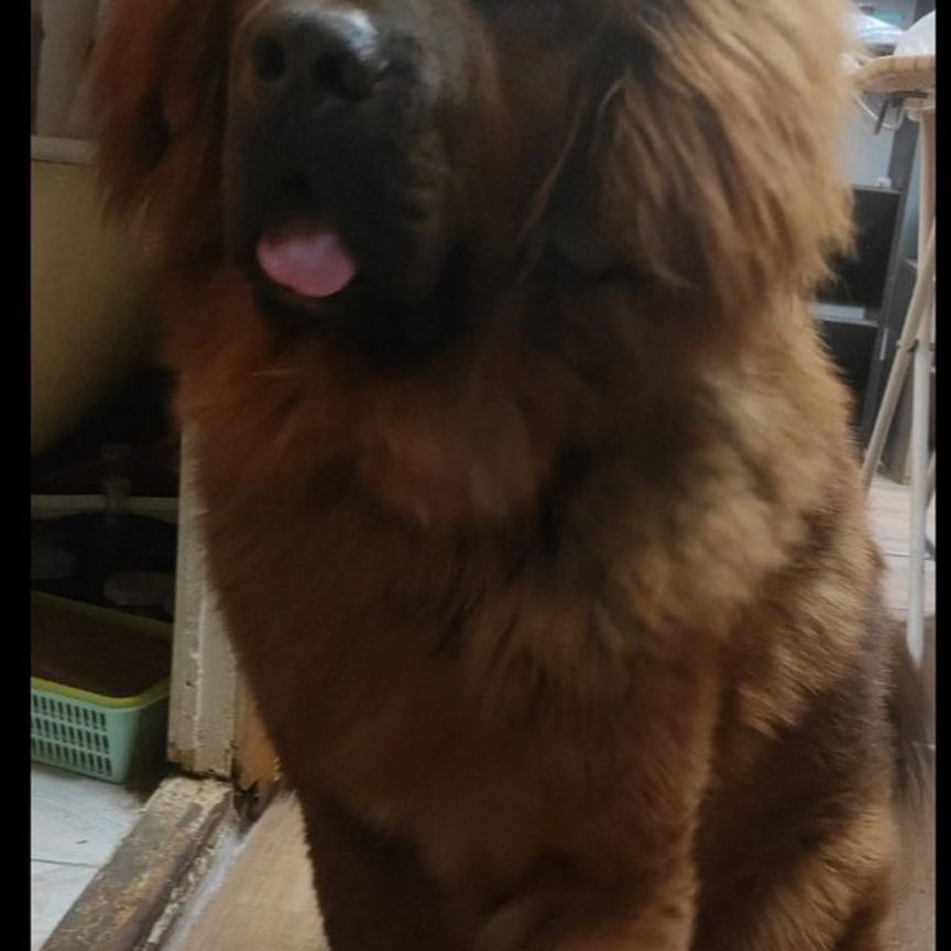 Отдам в самые хорошие руки