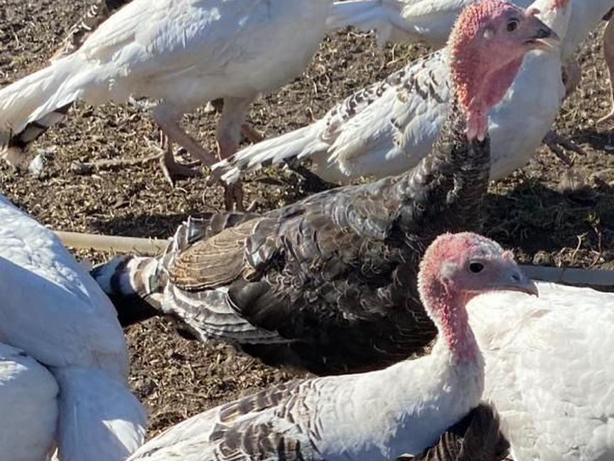 Индюки индюшата