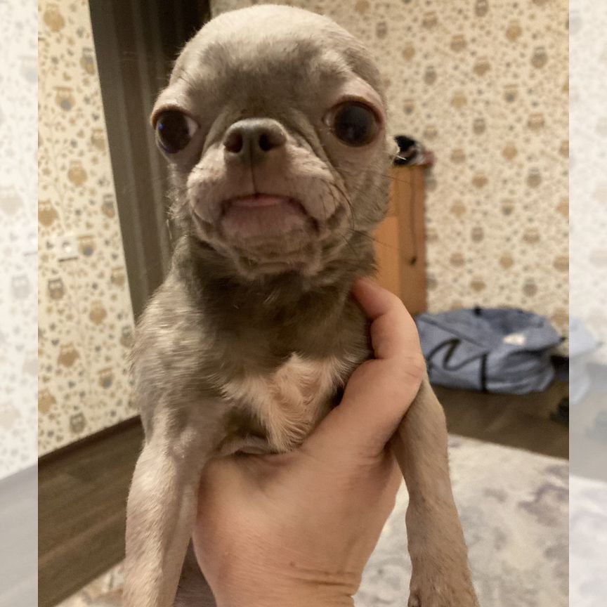 Чихуахуа, взрослая собака