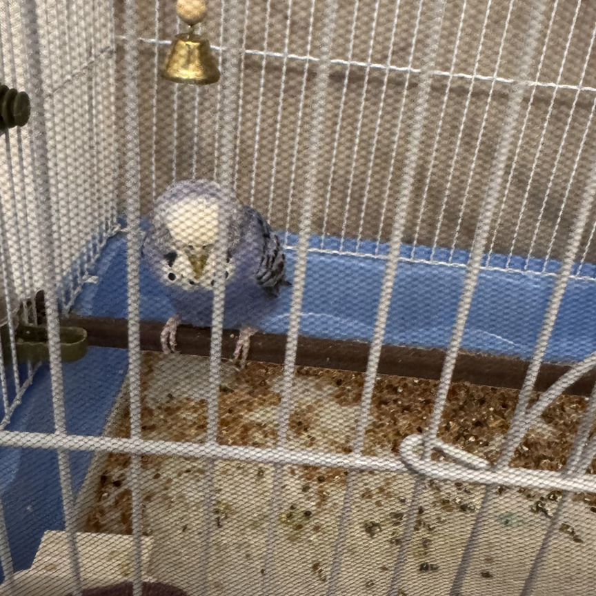 Попугай с клеткой