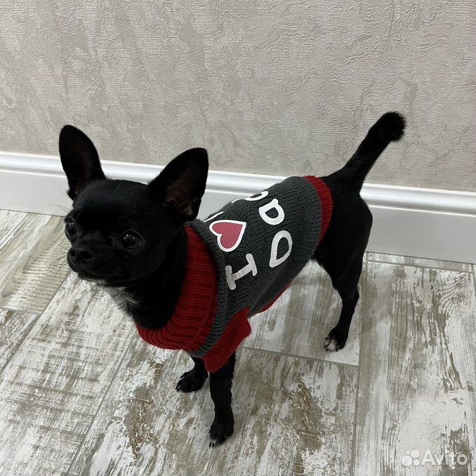Чихуахуа мини мальчик на вязку