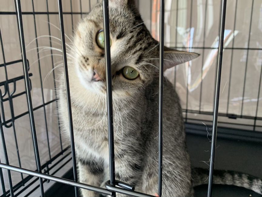 Ася в добрые руки