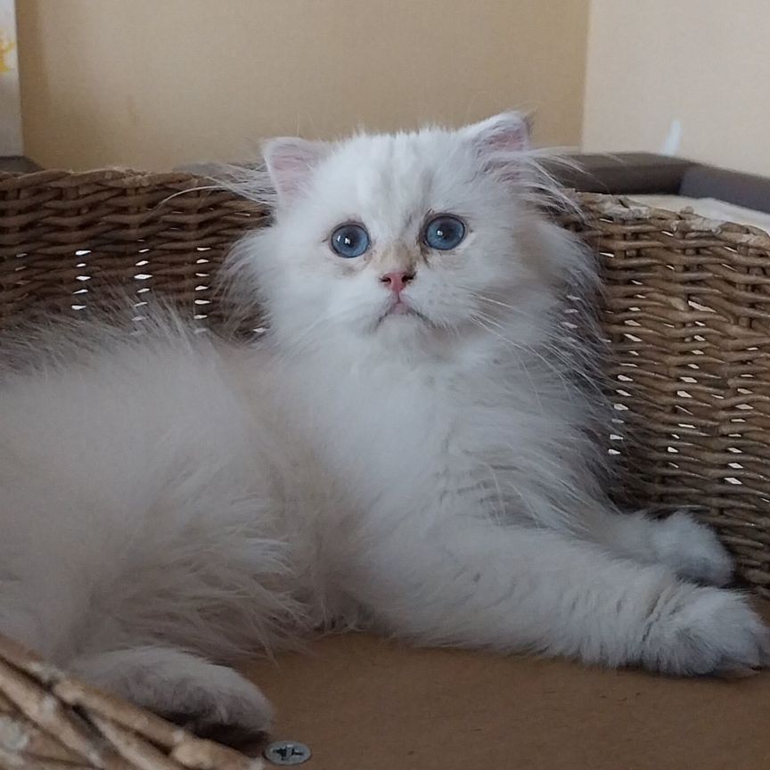 Золотая шиншилла поинт, мальчик и девочка