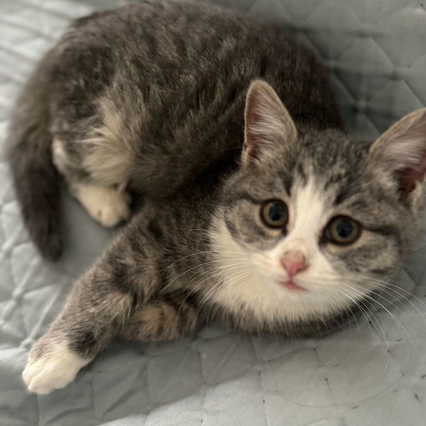 Котенок в добрые руки