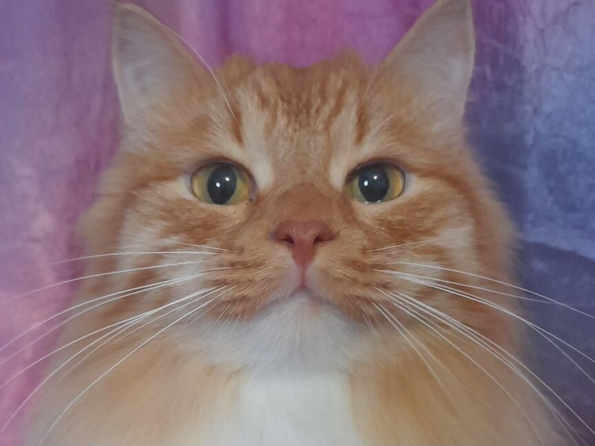 Кот в добрые руки