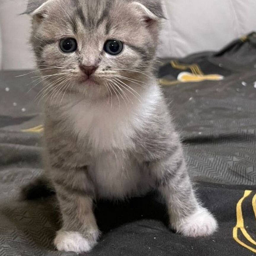 Шотландский вислоухий короткошёрстный котёнок
