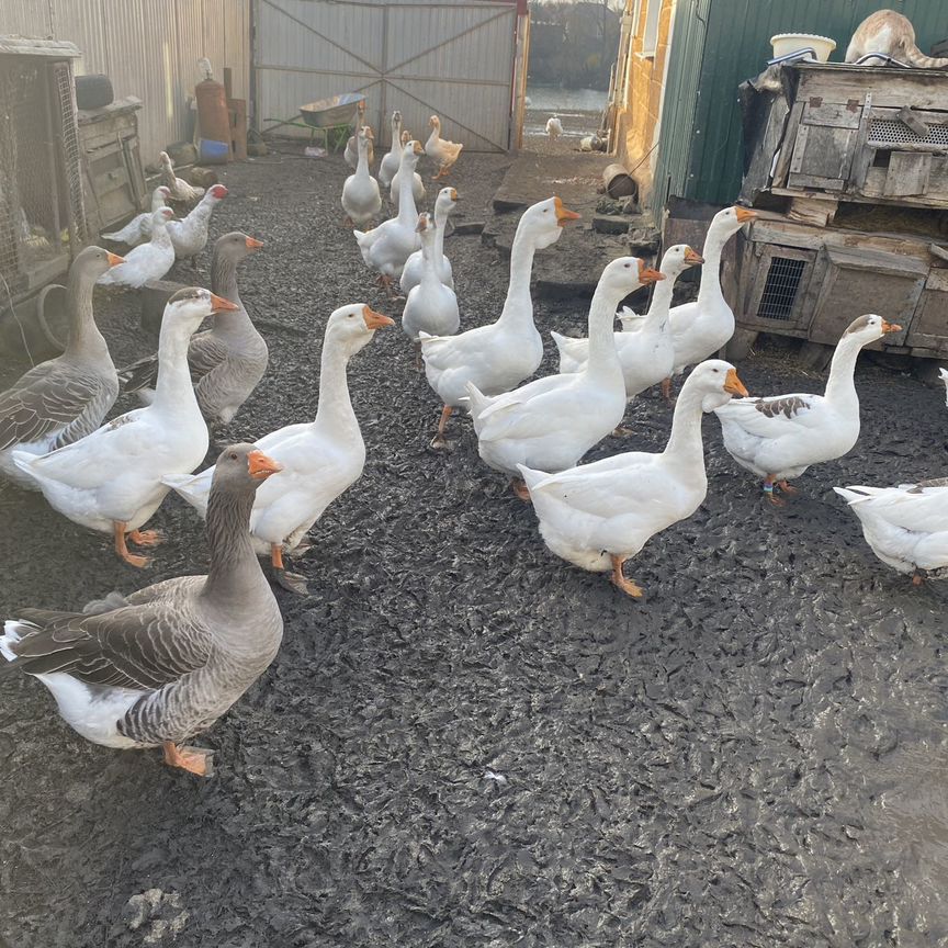 Гусь домашняя мясо