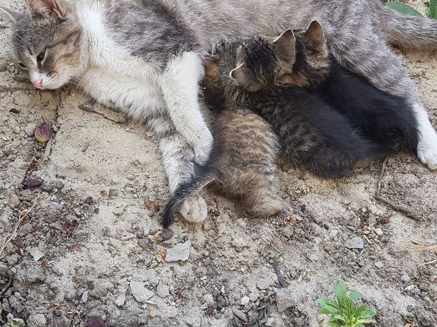 Отдам котят. Два мальчика и одна девочка