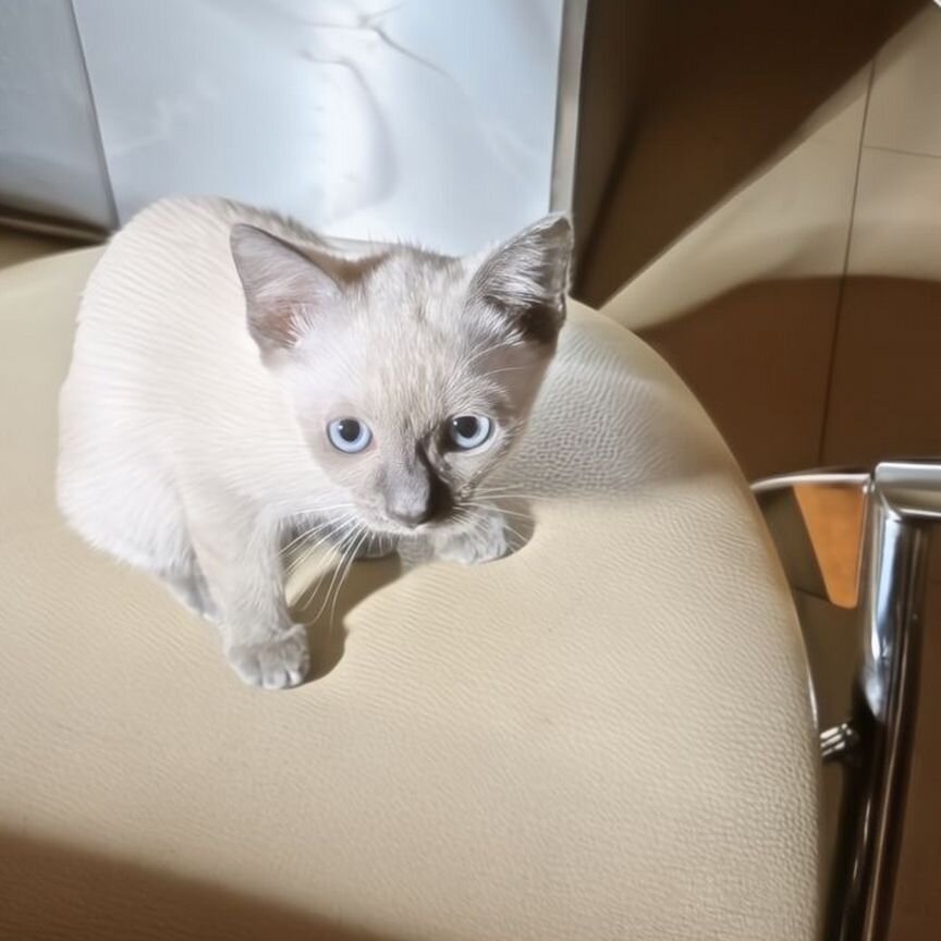 Скиф-той-боб короткошёрстный котёнок