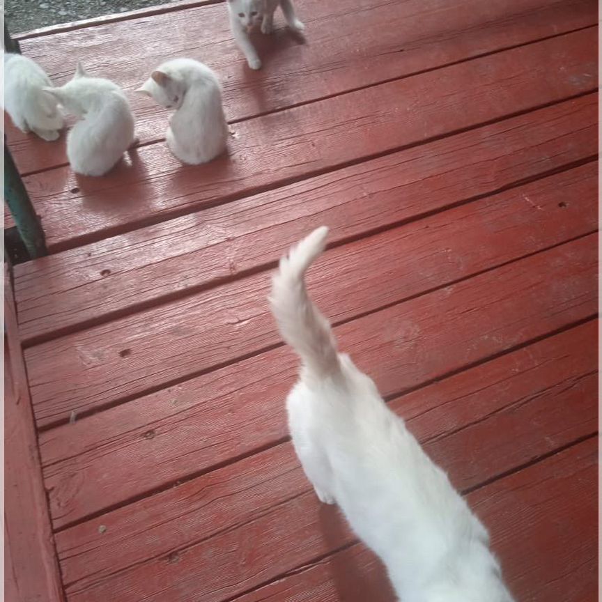 Отдам котенка в добрые руки