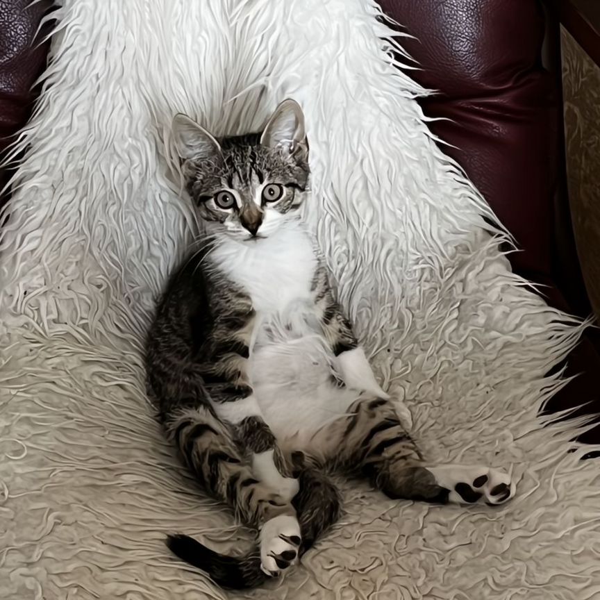 Котёнок в добрые руки