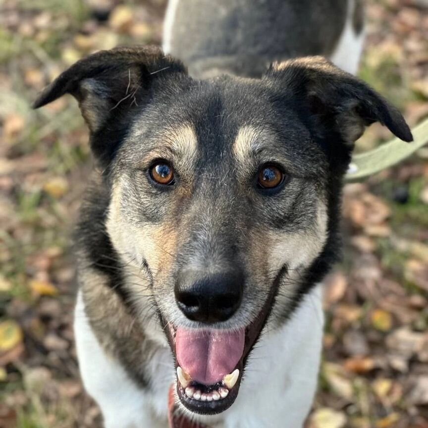 Чудесный Малыш грустит в приюте