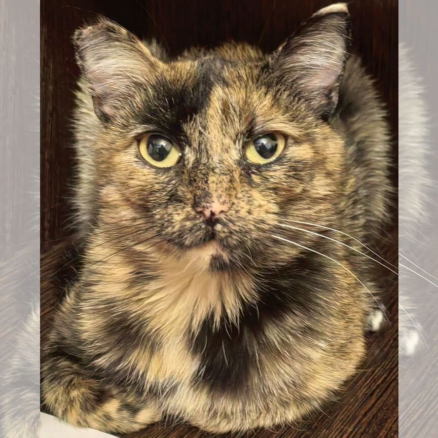 Взрослая кошка в добрые руки