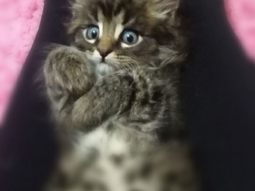 Котёнок в добрые руки