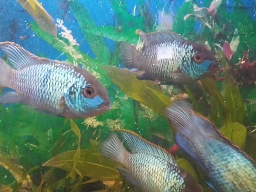 Нанокара неон блю