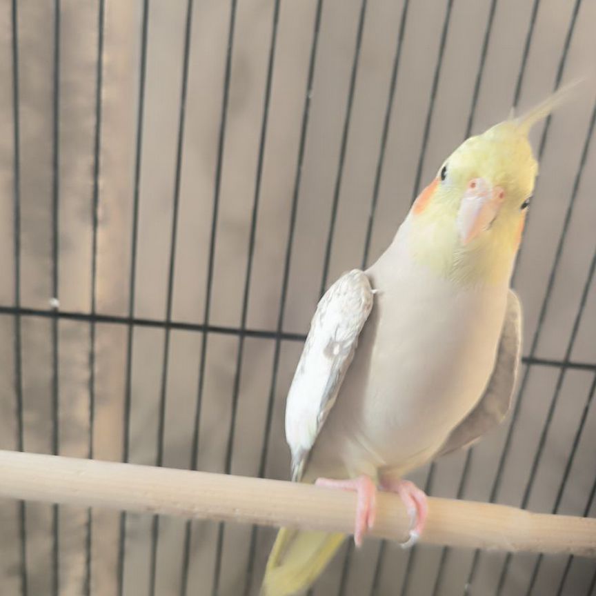 Попугай корелла с клеткой