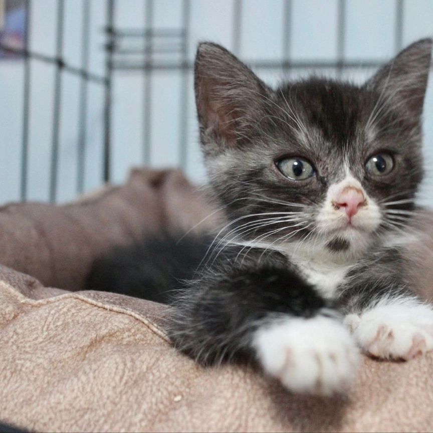 Котята Арсений и Агата