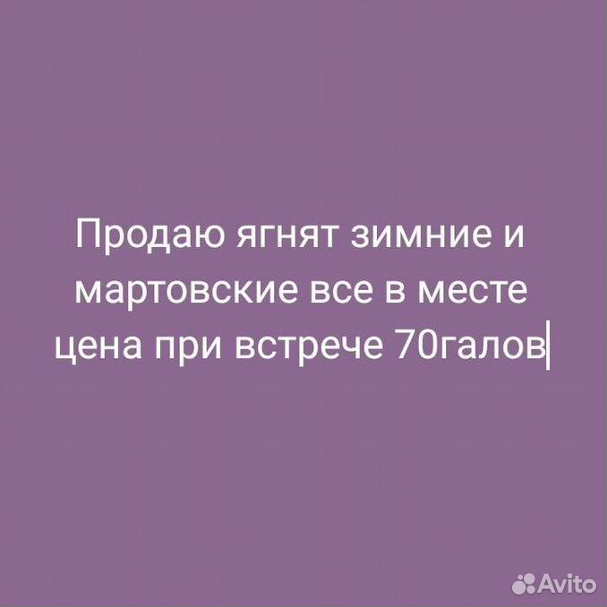 Продаю ягнят