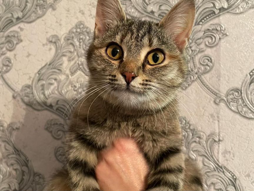 Маня ищет дом)