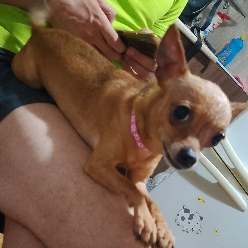 , взрослая собака