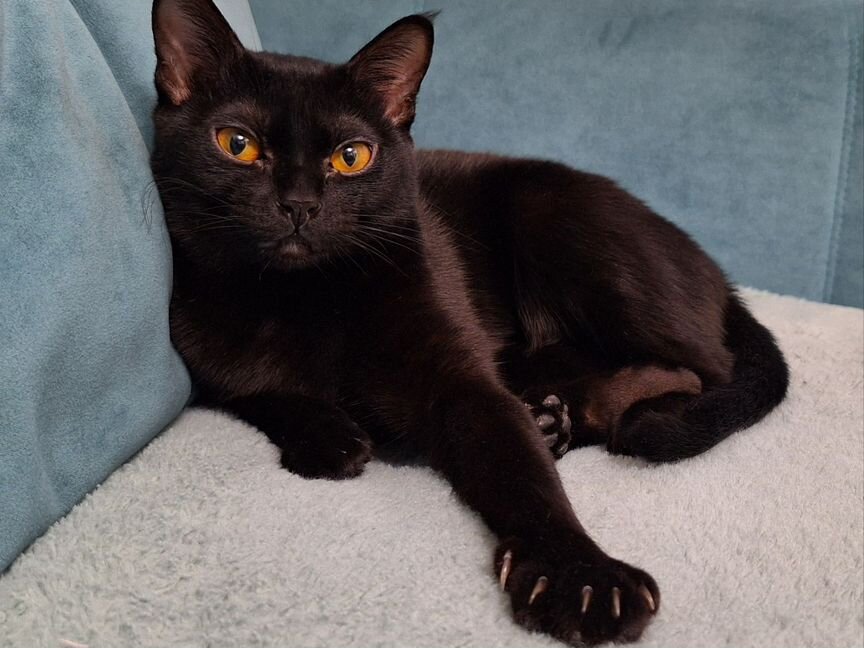 Бомбейская кошка с документами