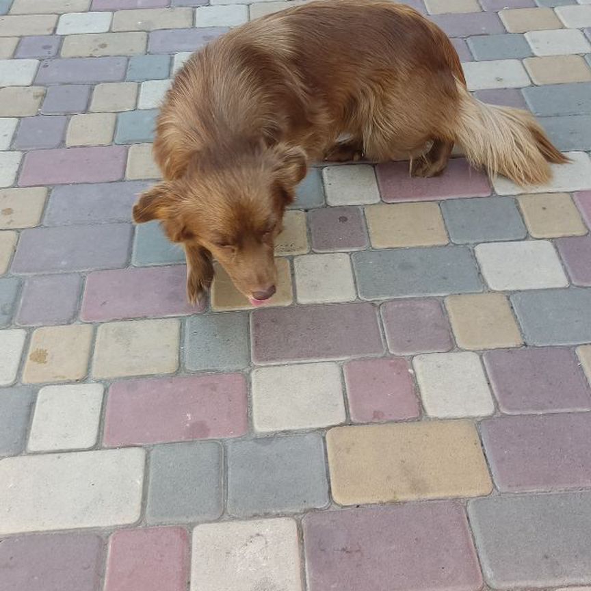 Собака потерялась