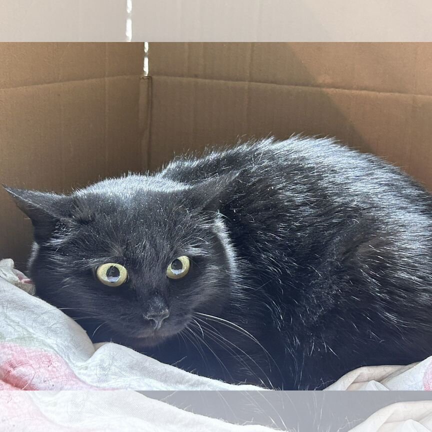 Взрослая, Девочка кошка в добрые руки