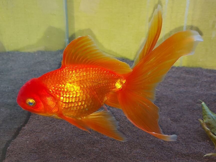 Золотая рыбка самец