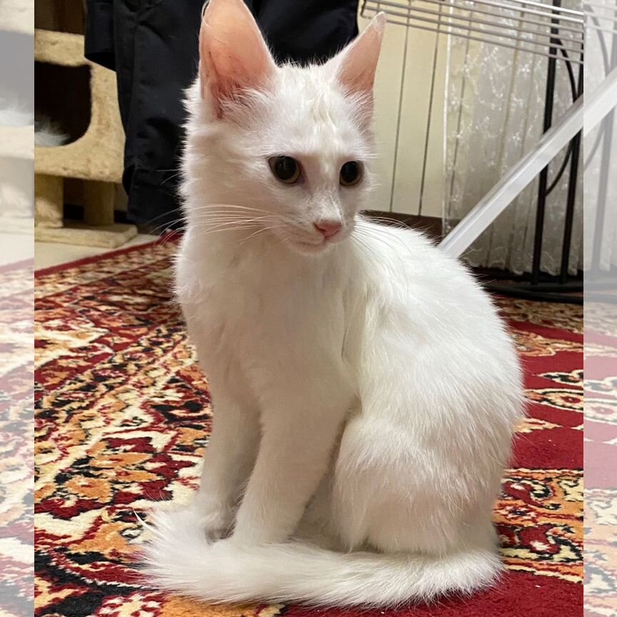 Белый котёнок