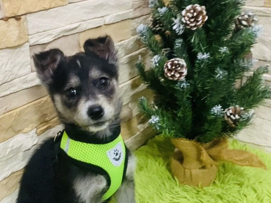 Щенок в добрые руки хаски