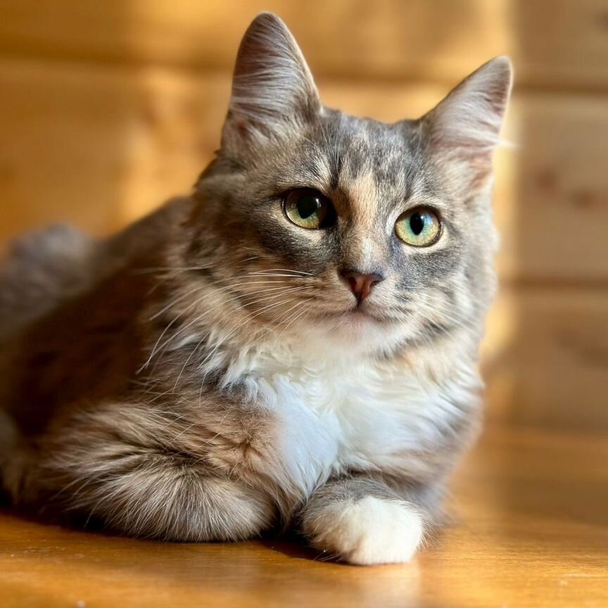 Кошечка Принцесса