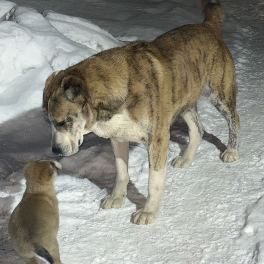 Среднеазиатская овчарка, щенок