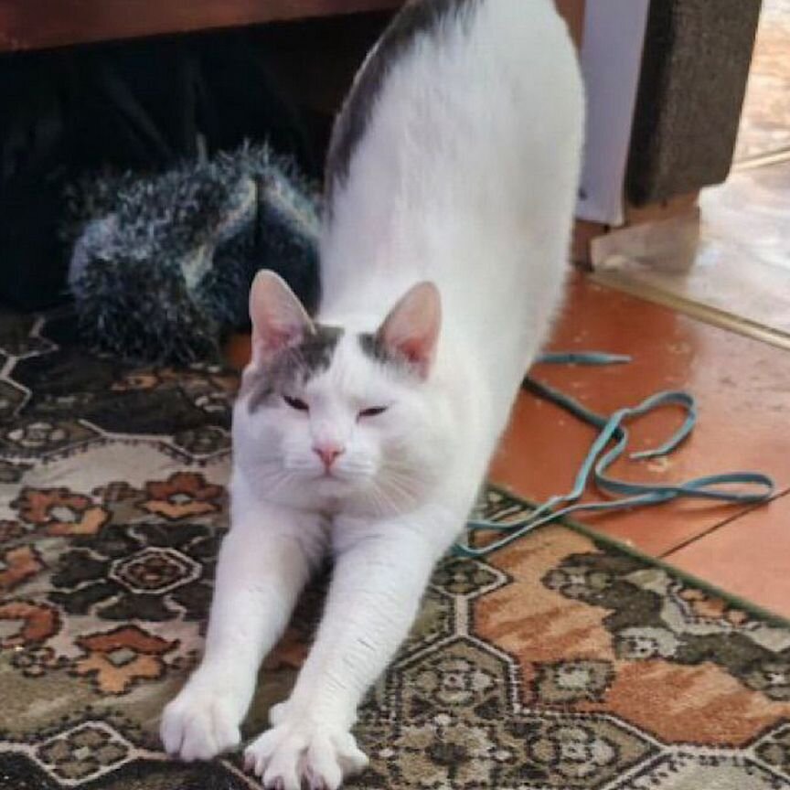 Европейский короткошёрстный, взрослый кот