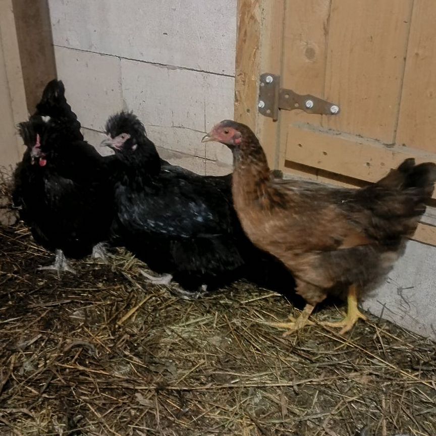 Куры молодки несушки