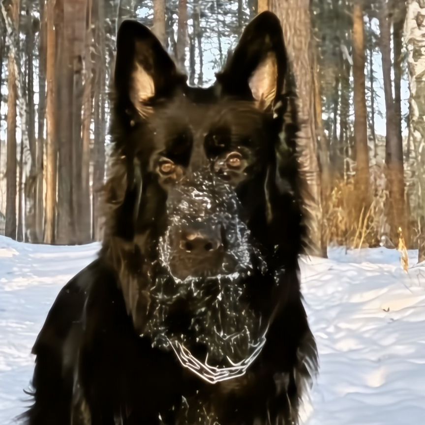 Немецкая овчарка, щенок