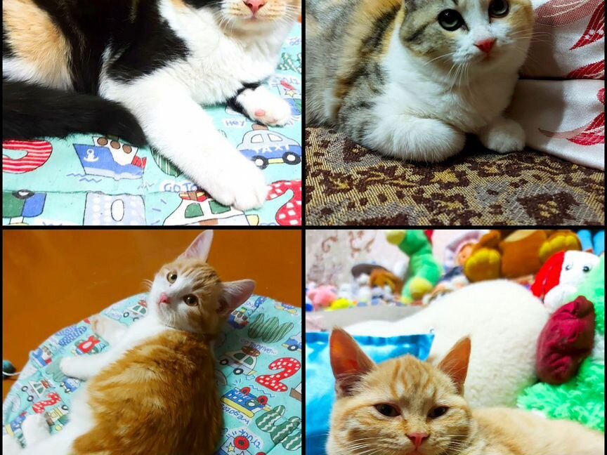 Спасённые котята в добрые руки