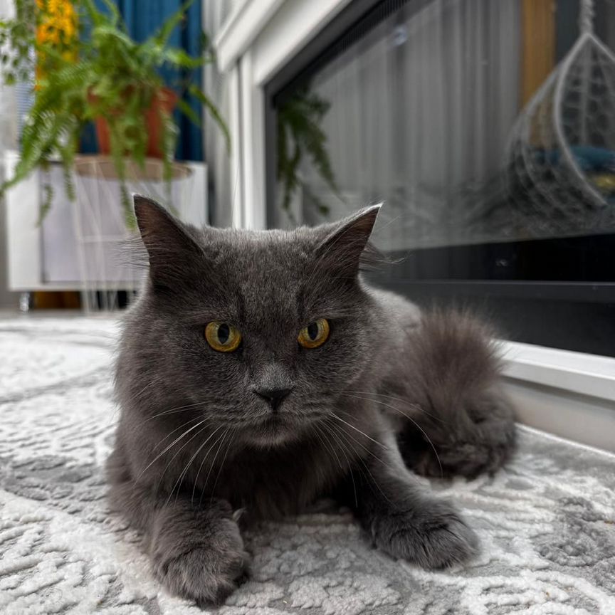 Отдам кота в добрые руки бесплатно