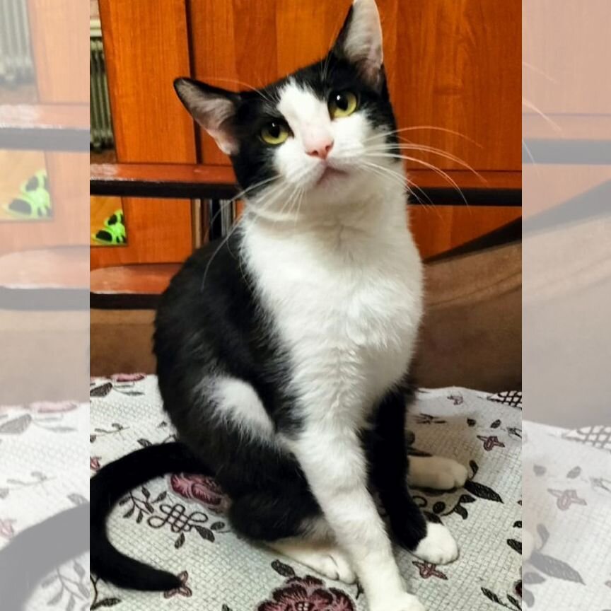 Кот котенок мальчик 9 месяцев