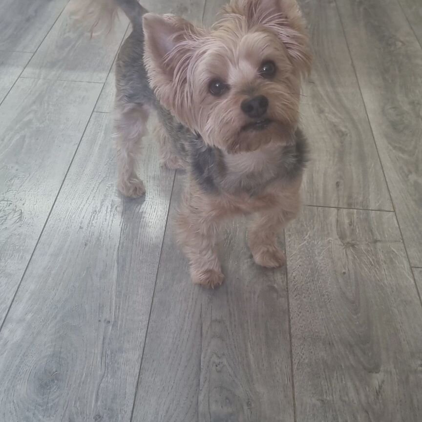 Йоркширский терьер мальчик 1 год