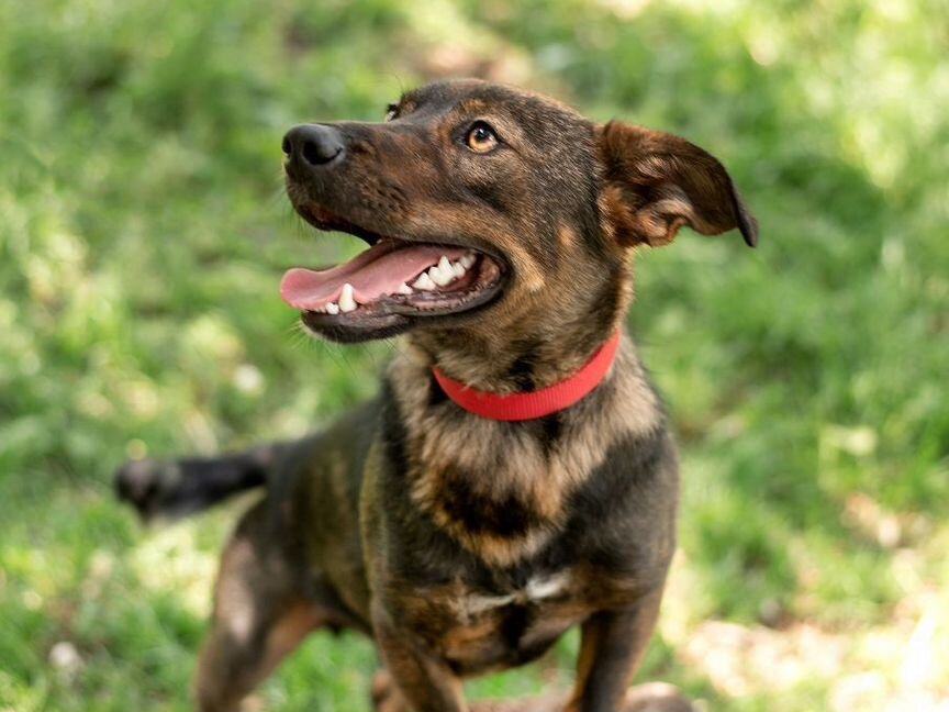 Маленькая собака в добрые руки