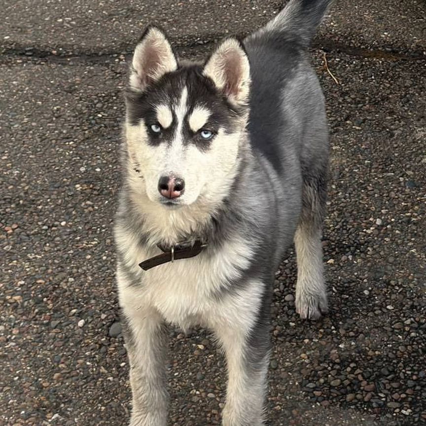 Сибирский хаски