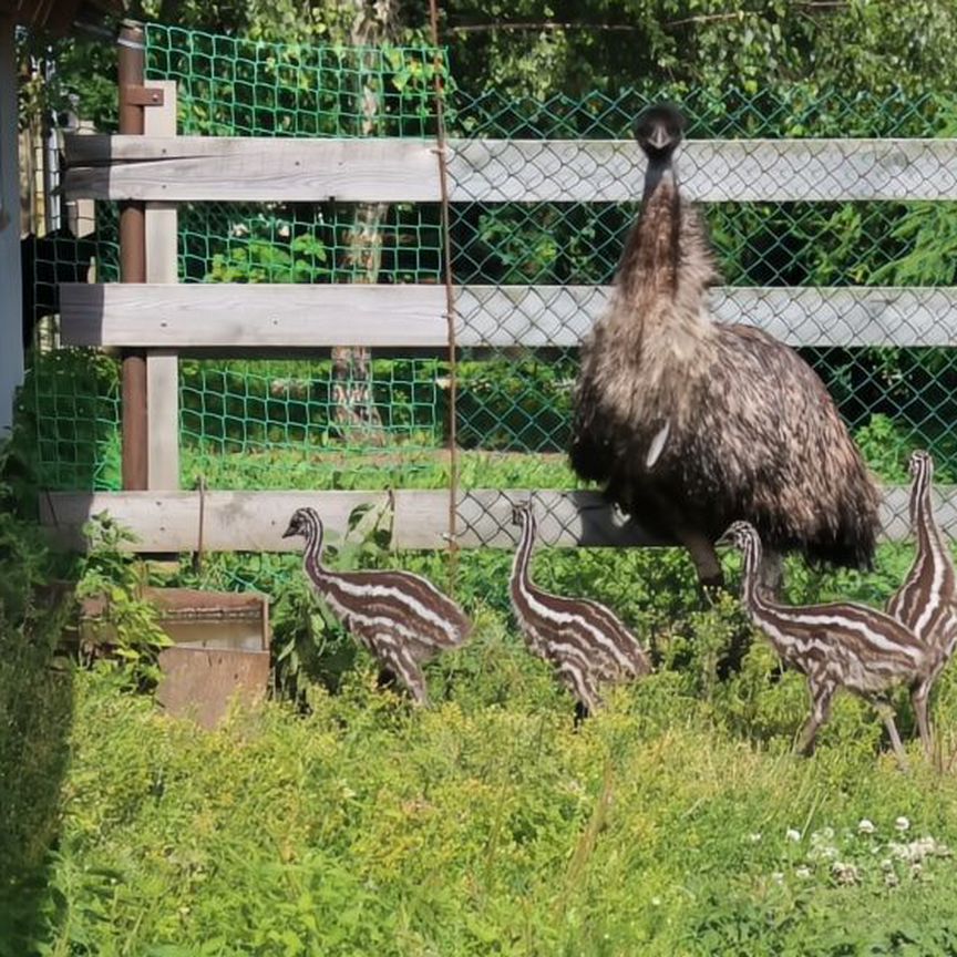 Страусы, павлины, фазаны