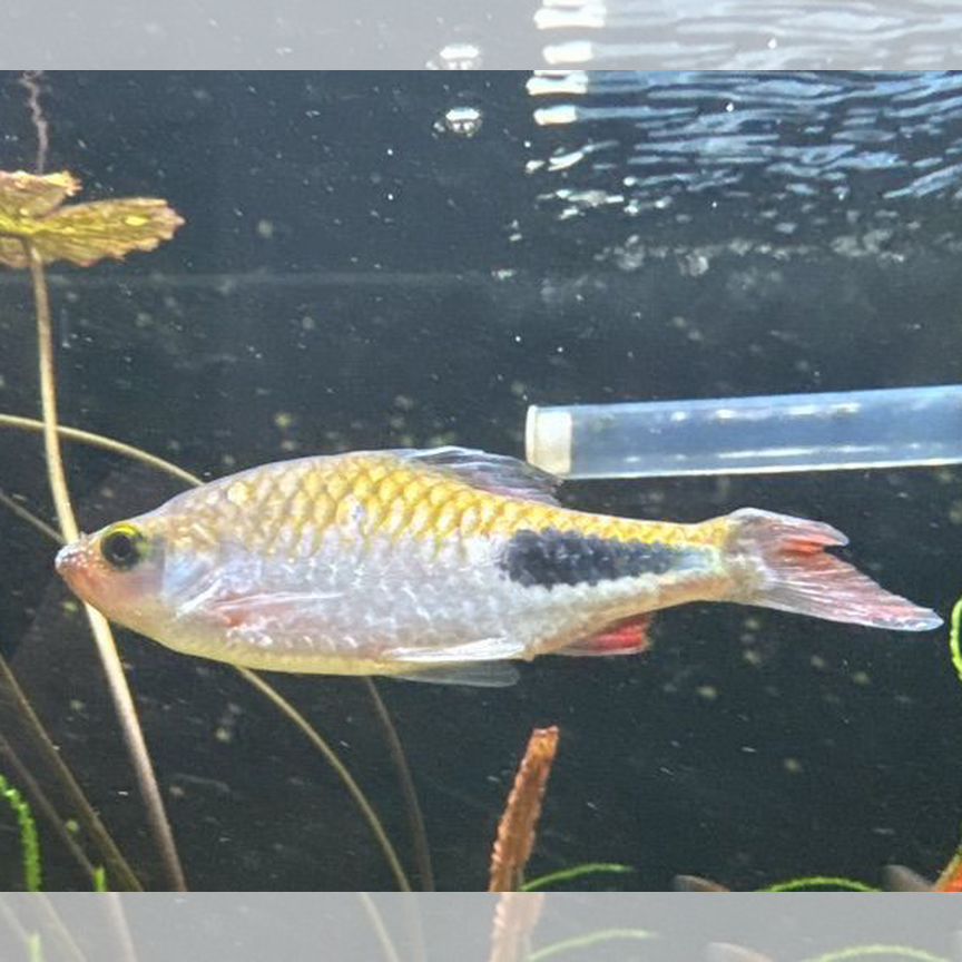 Аквариумные рыбки