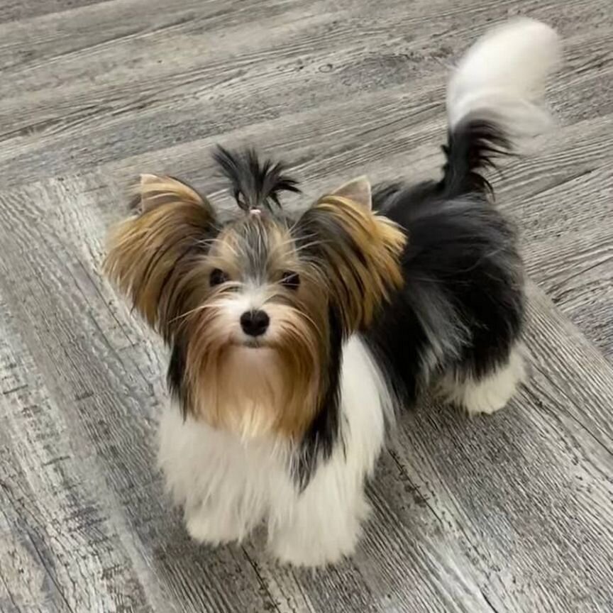 Бивер-йоркширский терьер, щенок