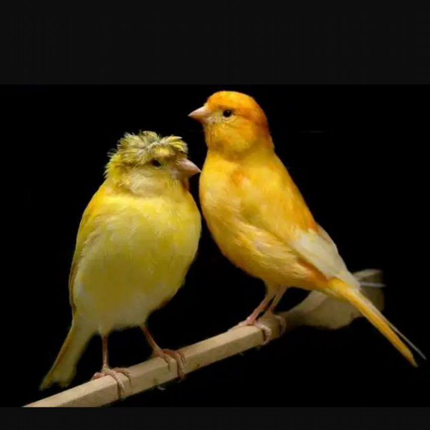 Кенара и канарейки